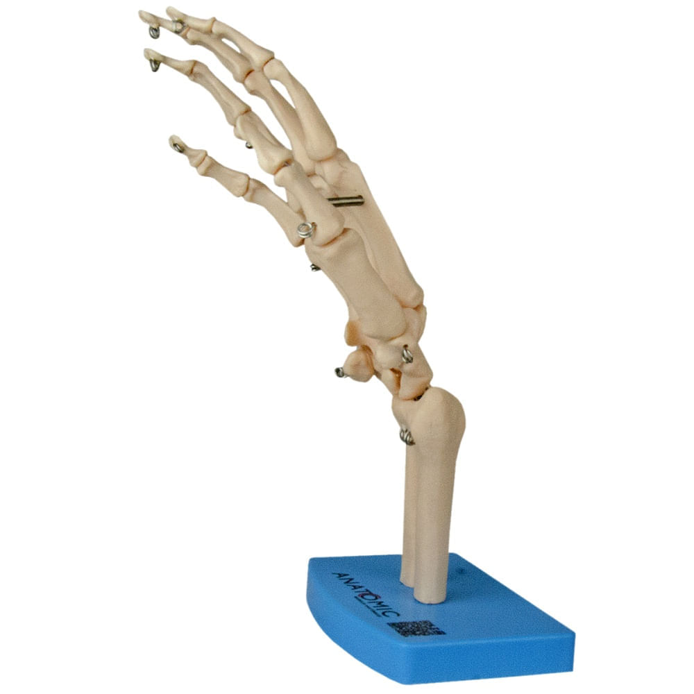 Esqueleto da Mão com Ossos do Punho - CenterMedical Esqueleto da Mão com Ossos do Punho - CenterMedical