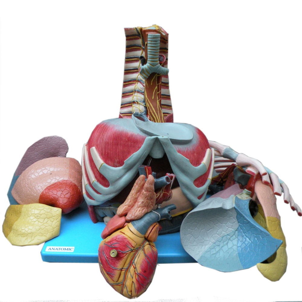 Cavidade Torácica em 17 Partes - CenterMedical